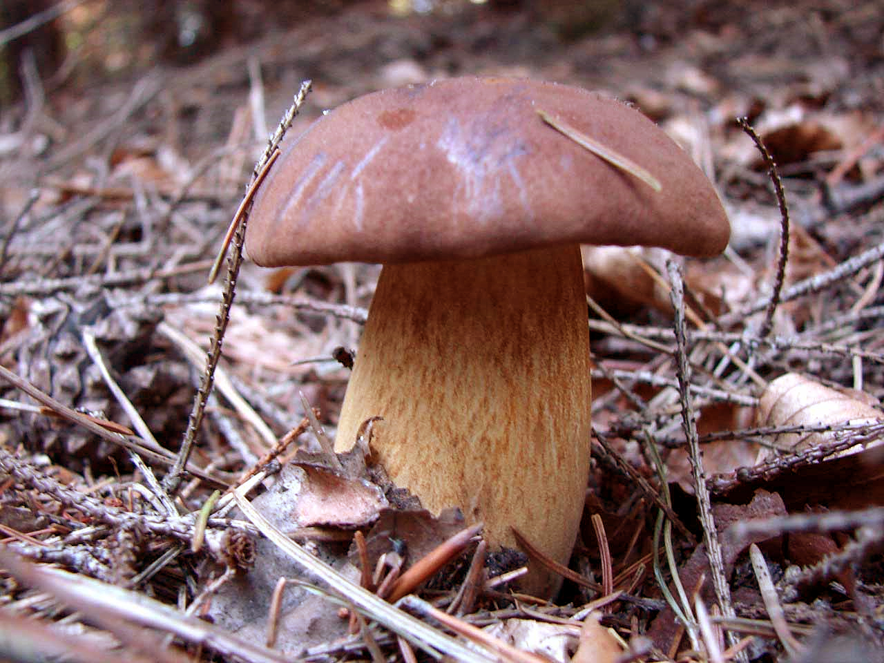 Mushrooms occurring in Europe - Boletus badius