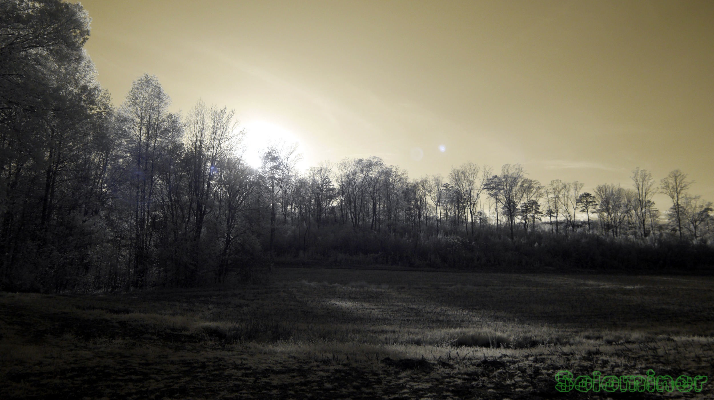 Sunset in the woods - Infrared Photography