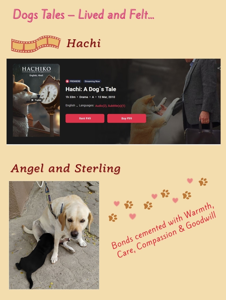 Dog Hachi’s Tale on Screen and Dog Angel’s inside my Complex