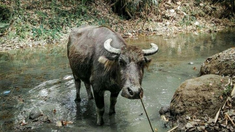 The Carabao